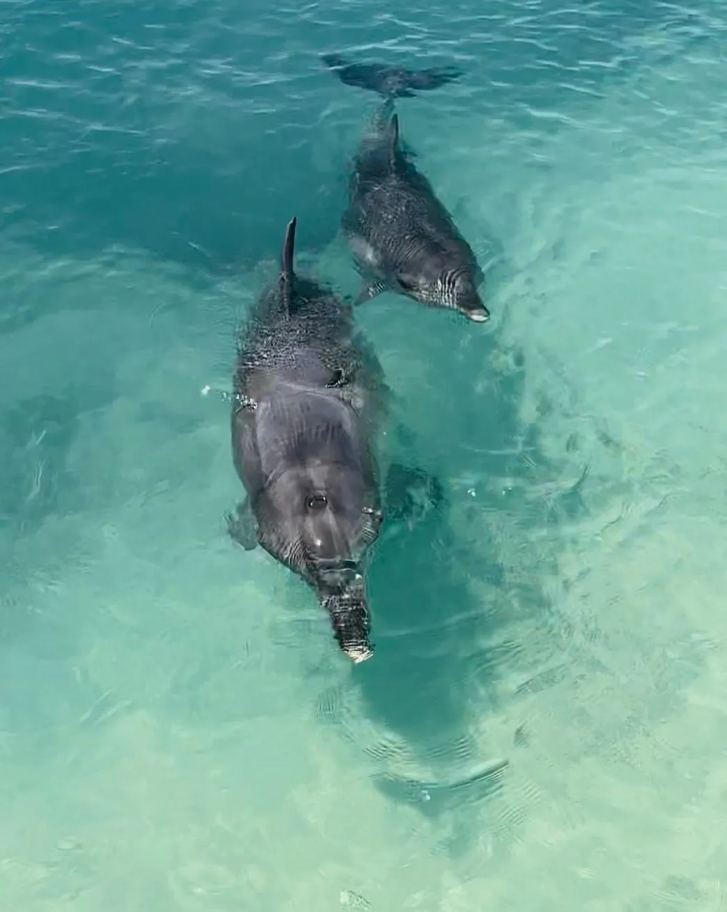 Monkey Mia Dolphin Experience – Feeding & Tours Guide
